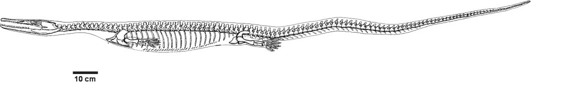 Waxing Paleontological: Marine Snouters of the Triassic
