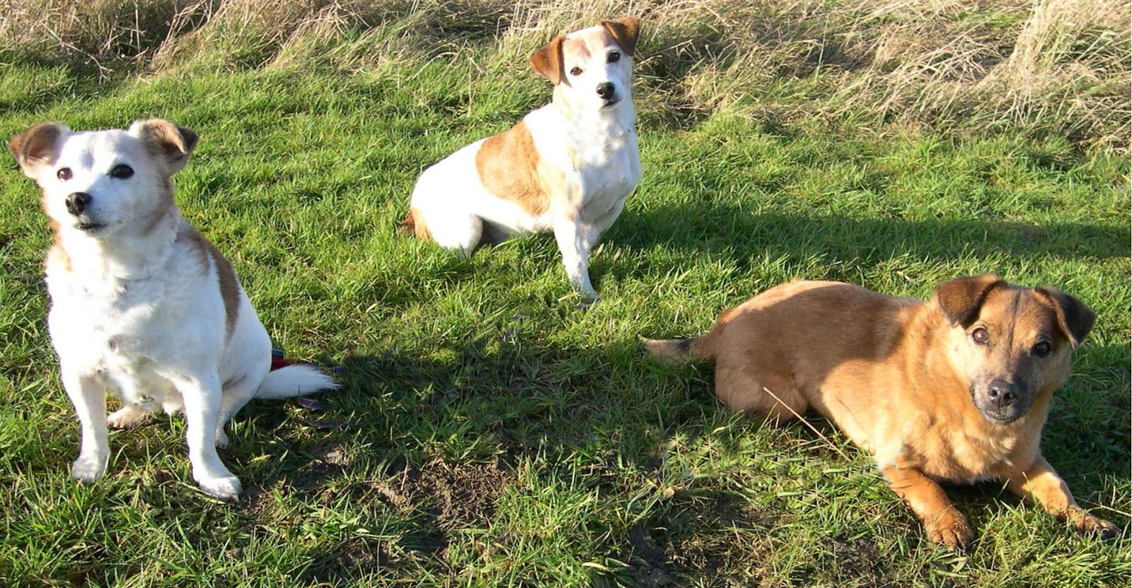 The Rat Pack: A Jack Russel Owner for Over 40 years