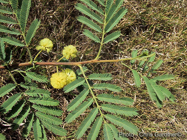 Babool - Acacia nilotica