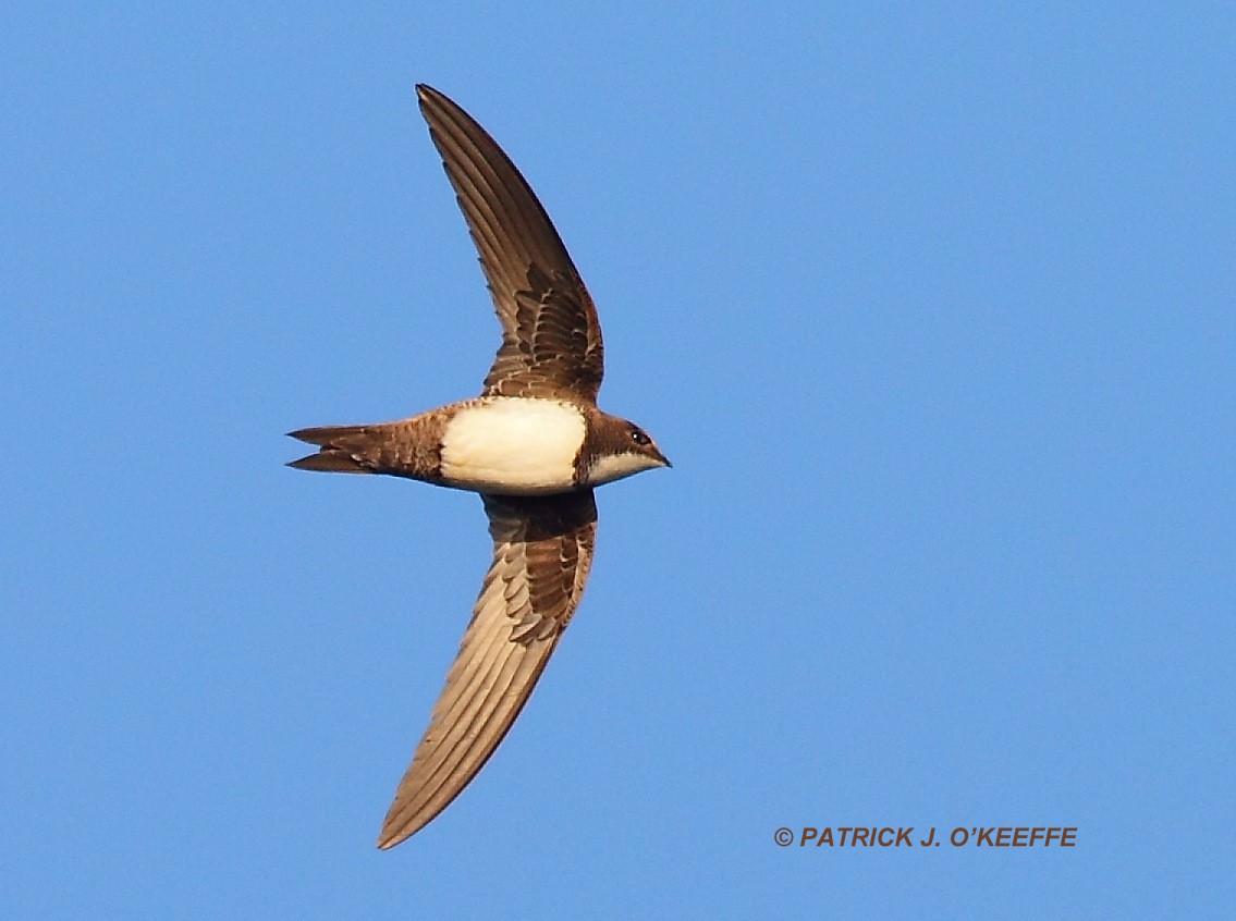 Raw Birds: ALPINE SWIFT (Tachymarptis melba) at Fortress of Kaliakra ...