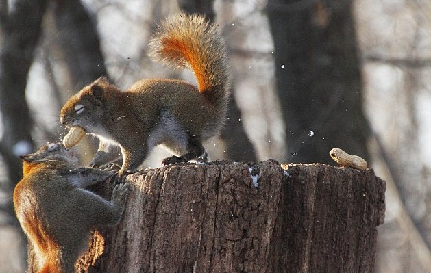 The ultimate squirrel battle (6 pics) | Amazing Creatures