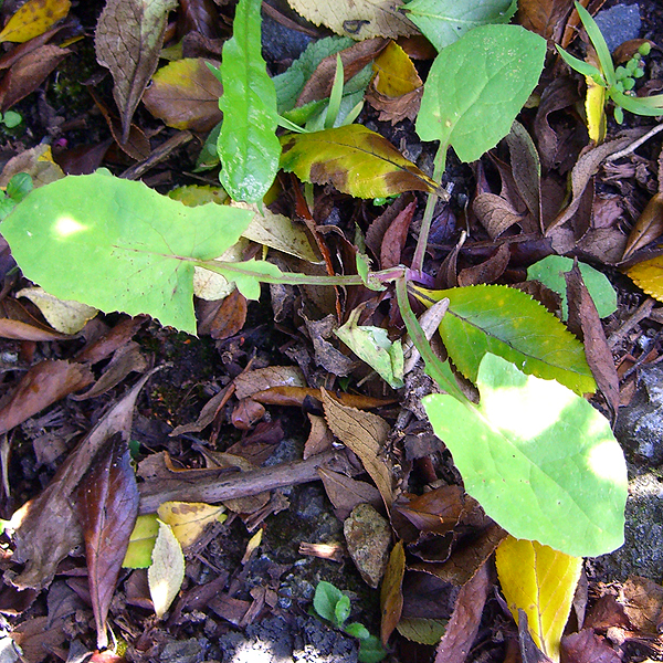 Theobrominated: Puha