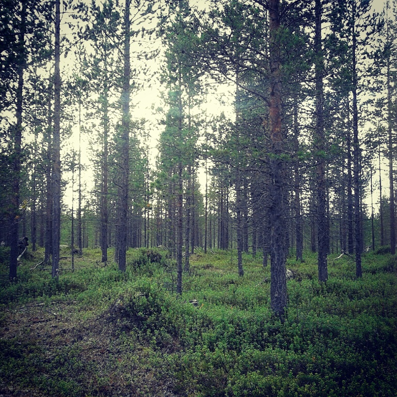 MicroCosmos: insta Finland