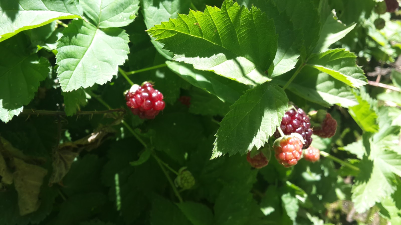 Jacot's Garden: Youngberry/Booysenberry/Blackberry