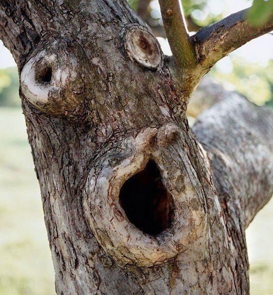 Best Tattoo Design: Funny Trees Pictures