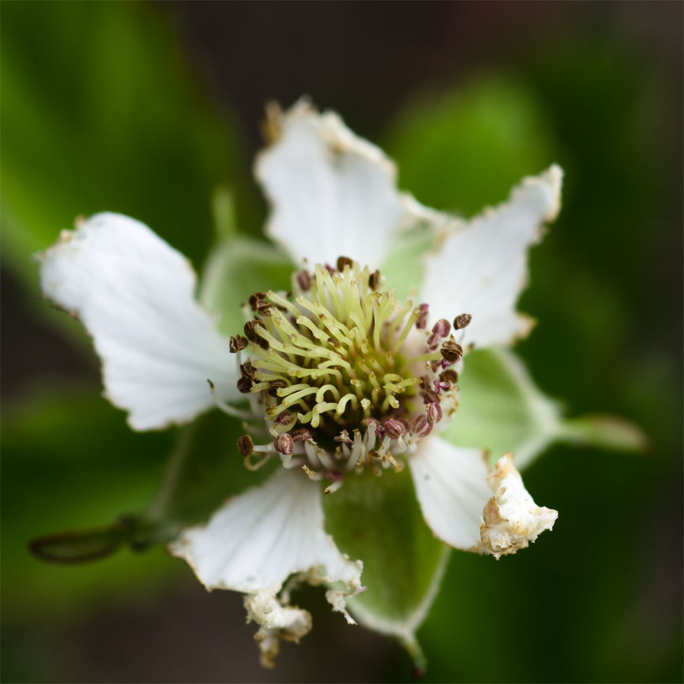 The Creek Journal: The Lion, the Screw, and the Green Dewberry