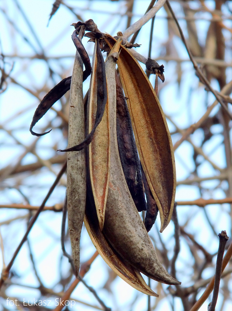 Milin amerykański - uprawa z nasion | BEZ OGRÓDEK | blog ogrodniczy