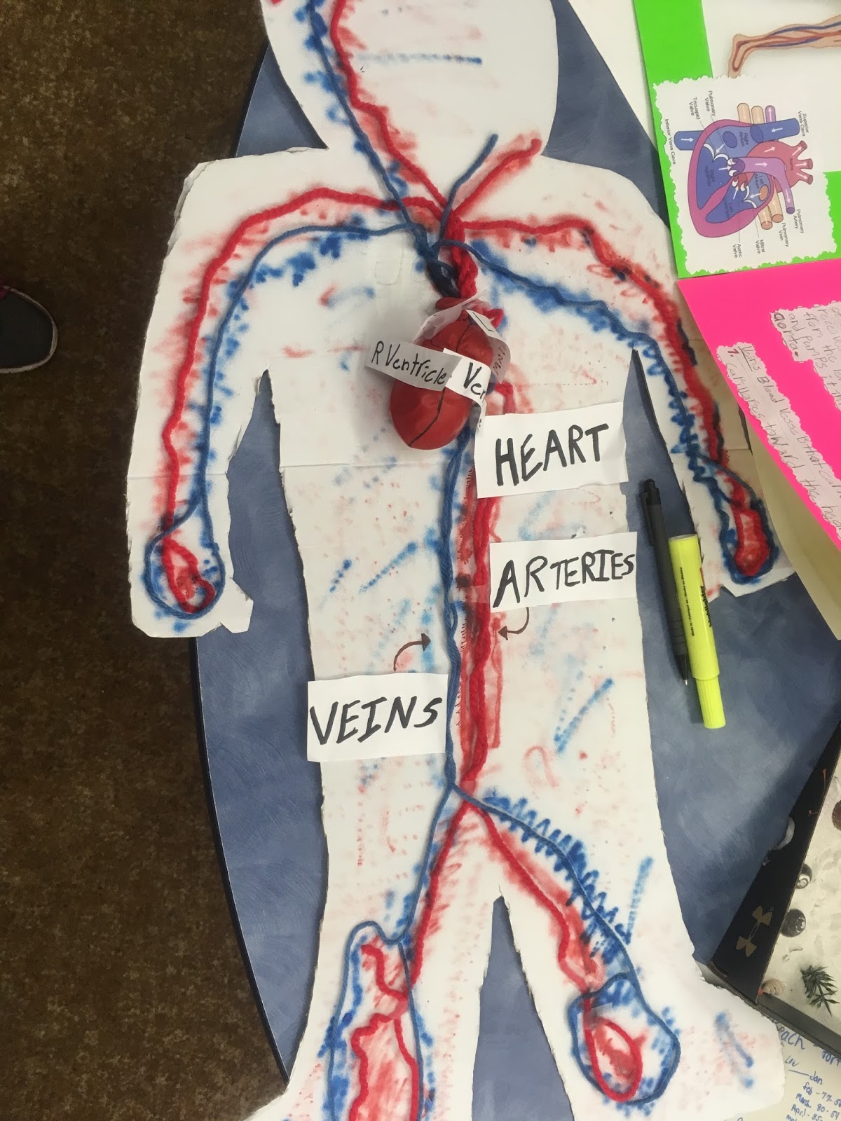 Coach's Corner: Ontario Grade 5/6 Science: Life Systems Culminating ...