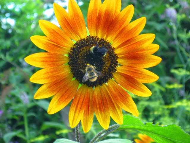 Strathcona Beekeepers' Library: Charles Darwin and the Bumblebee ...