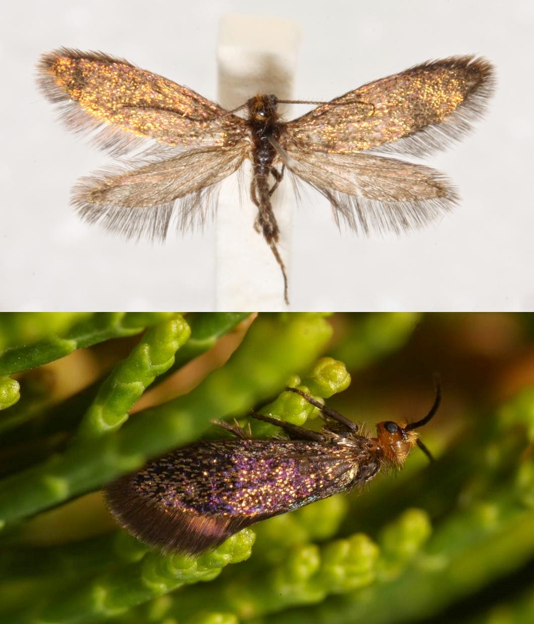 Species New to Science: [Entomology • 2015] Aenigmatinea glatzella ...