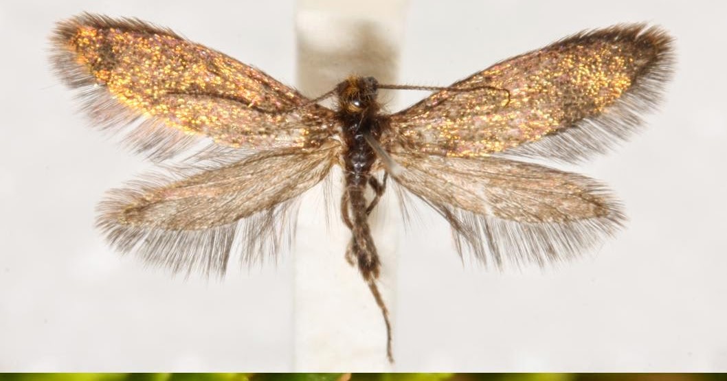 Species New to Science: [Entomology • 2015] Aenigmatinea glatzella ...