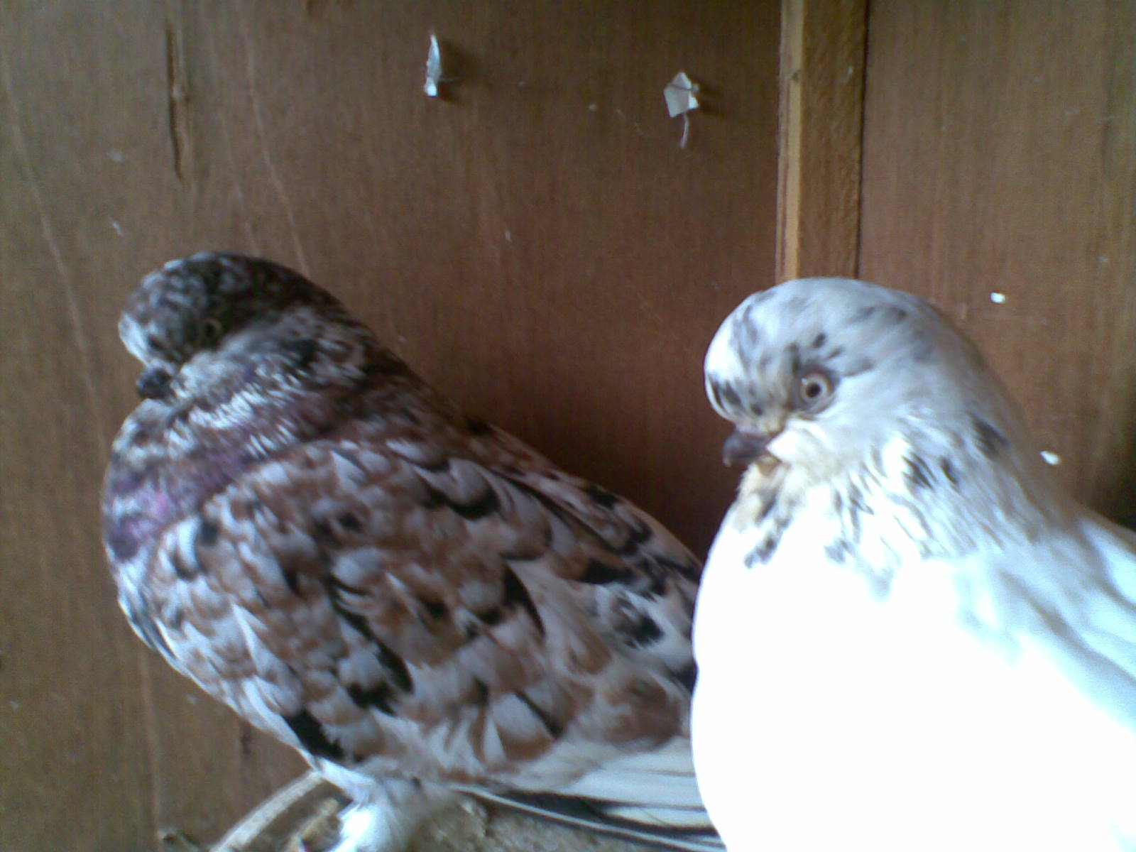 Types of pigeons: Some images and information for pigeons long face