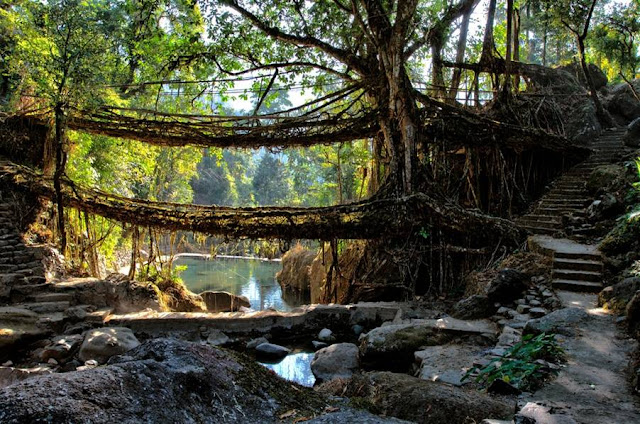 The Living Root Bridges of India ~ Kuriositas