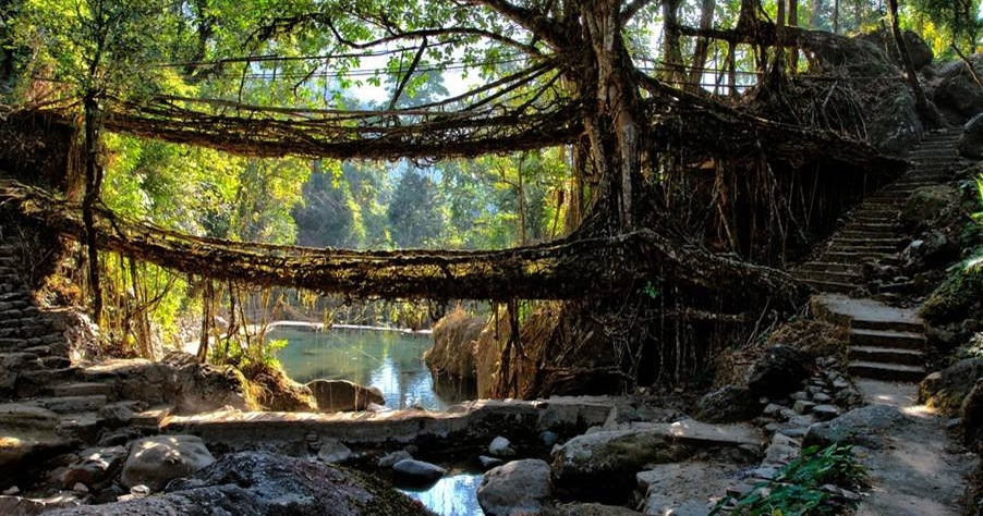 The Living Root Bridges of India ~ Kuriositas