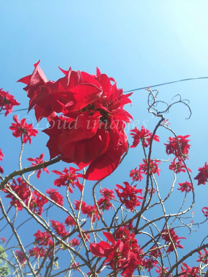 "loud images": Flower Series : Lalupate