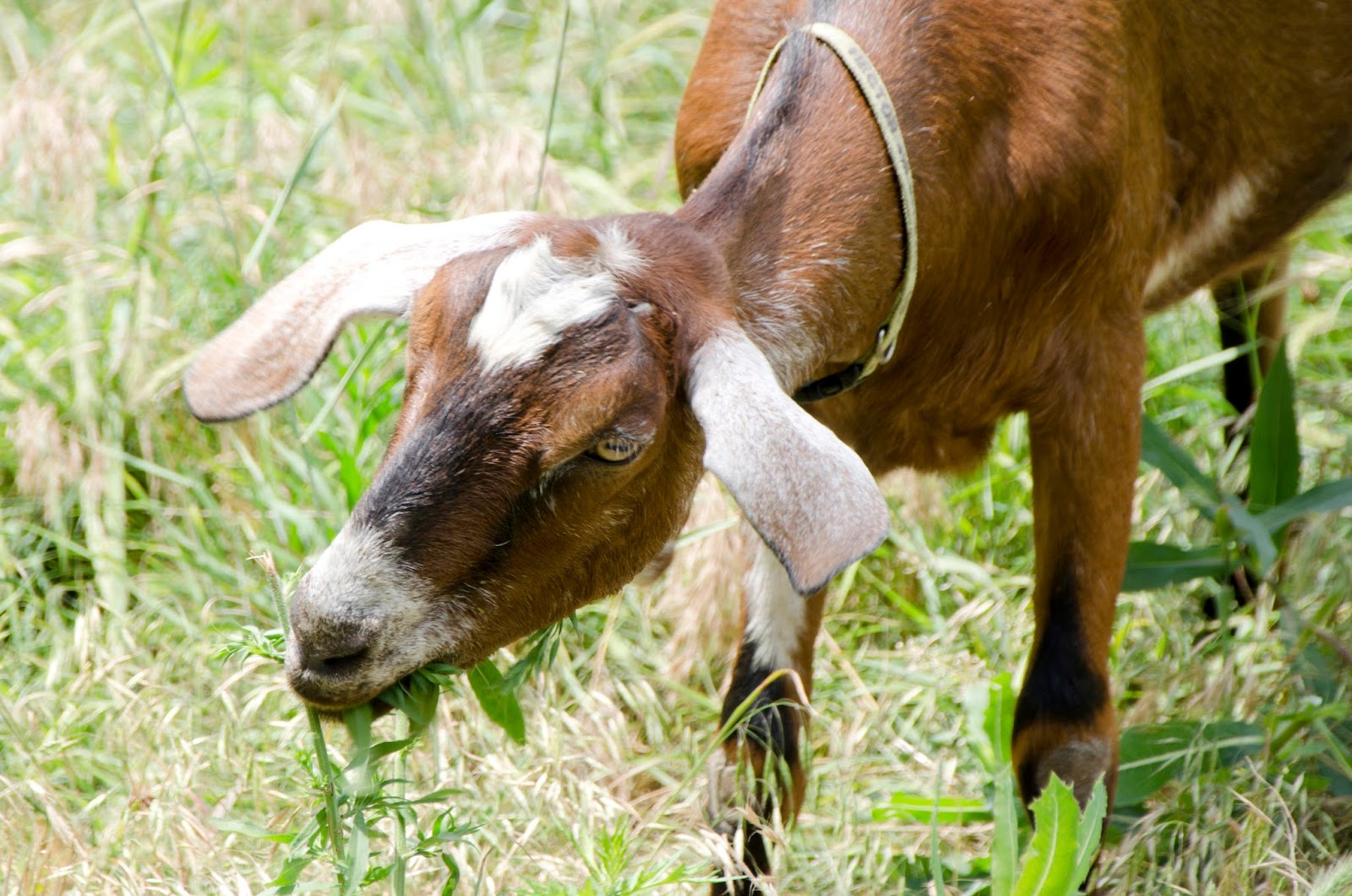 Urban Wildlife Guide: Goats at Work