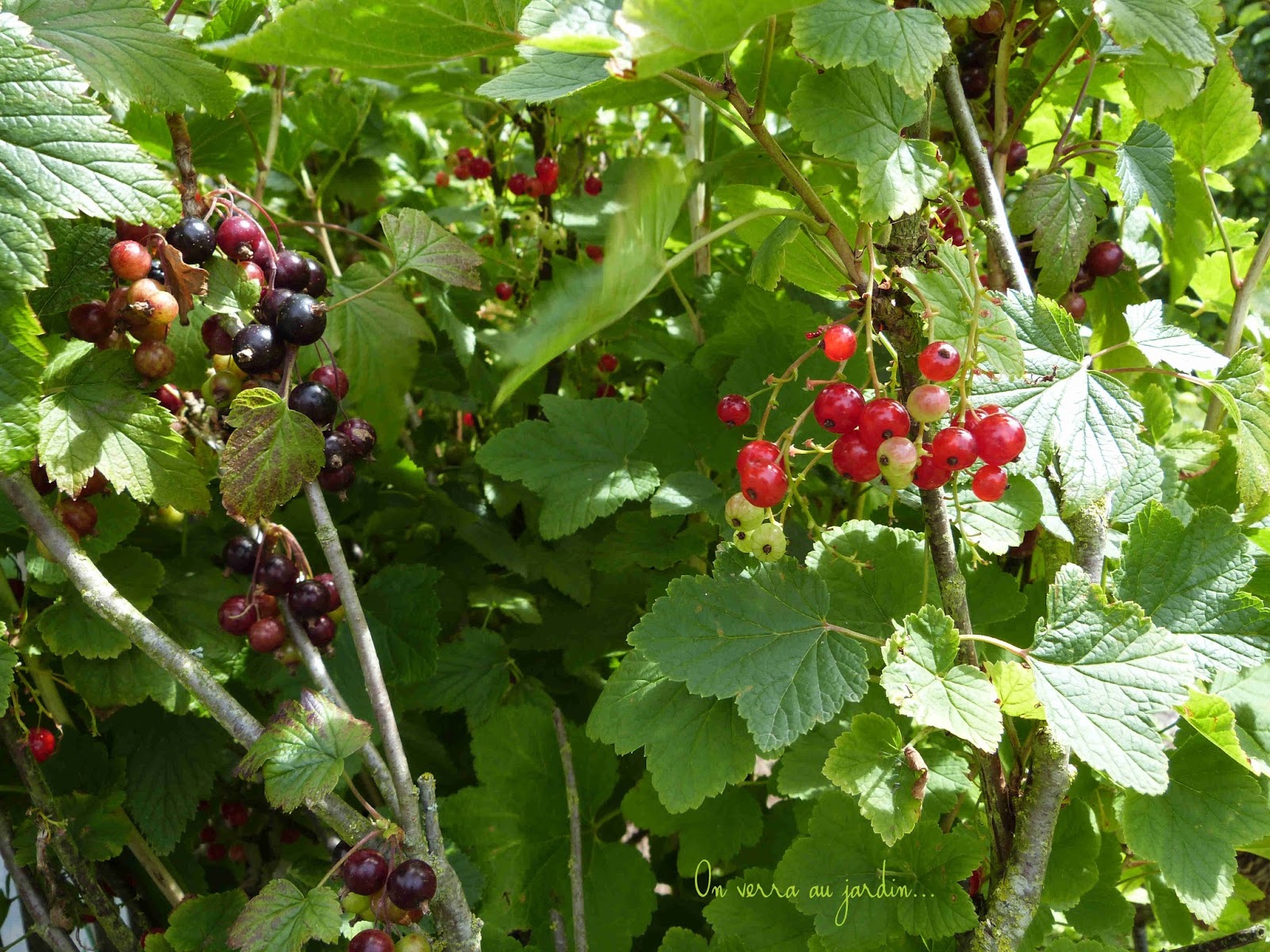 On verra au jardin...: Fruits rouges...
