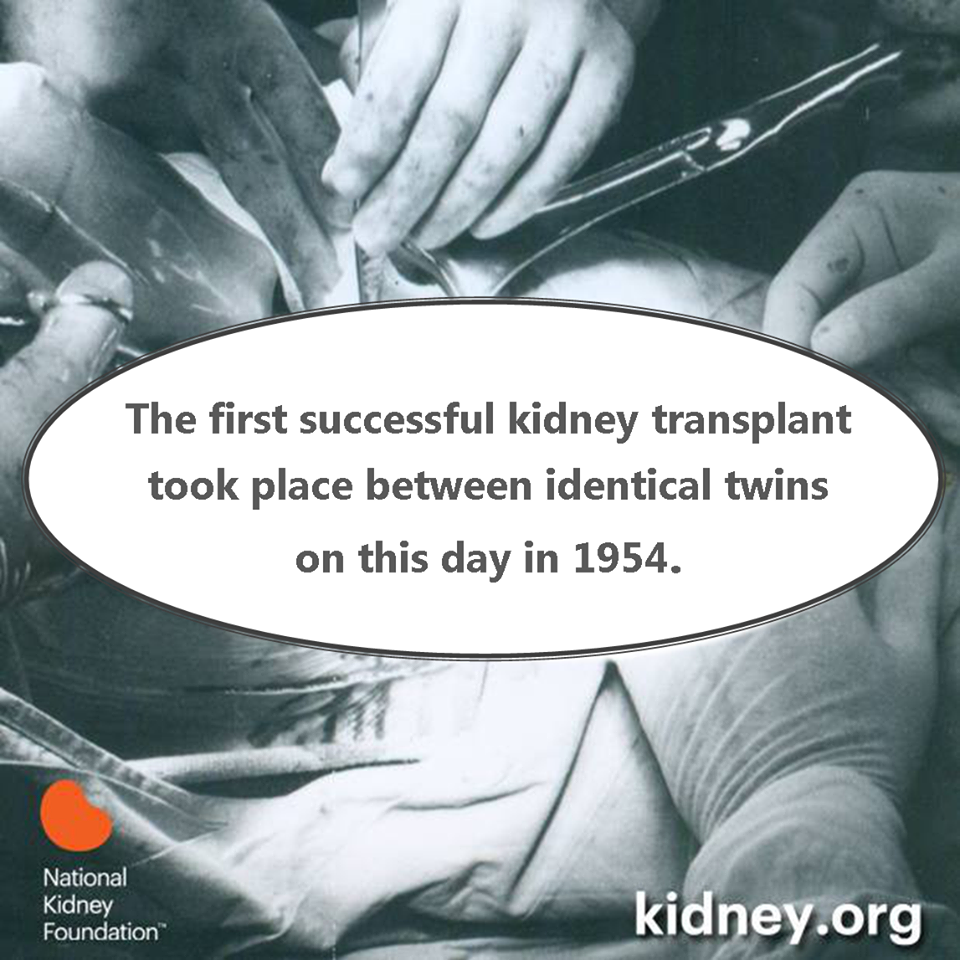 The first successful kidney transplant took place between identical ...