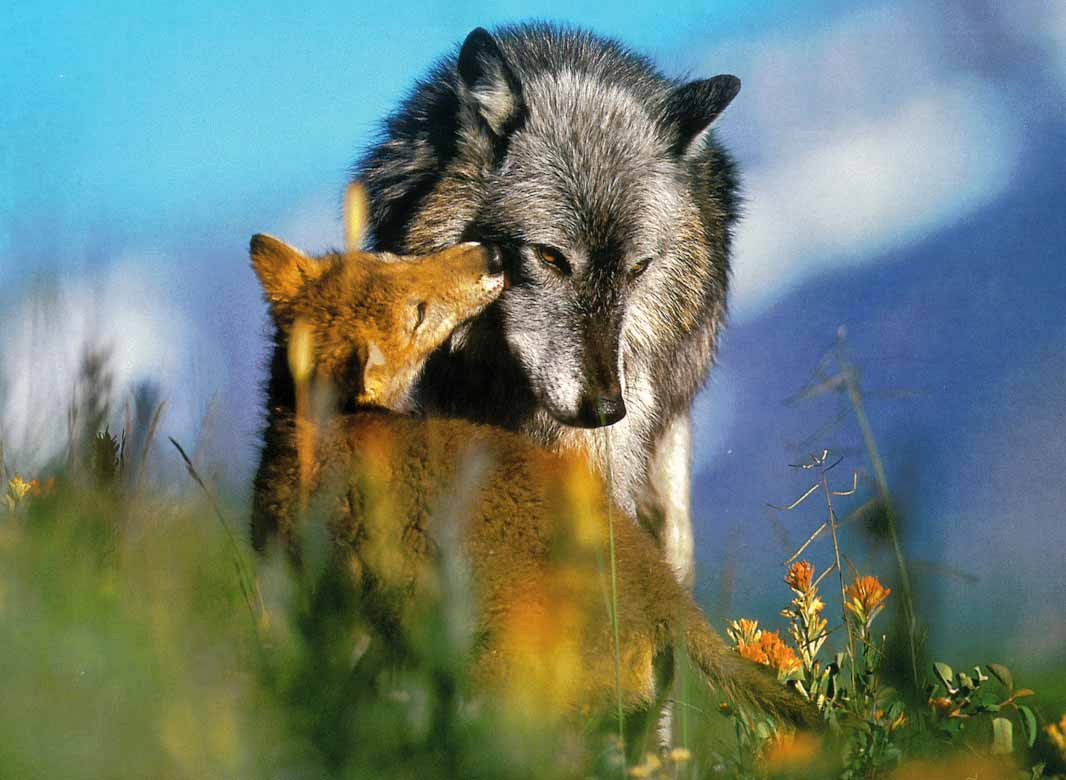 ShapeShifter Seduction: Wolf Peak Territory ~ The Animal Side of Springtime