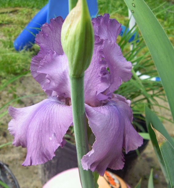 Plants & Such: Iris changing colors, or where's Immortality Iris?