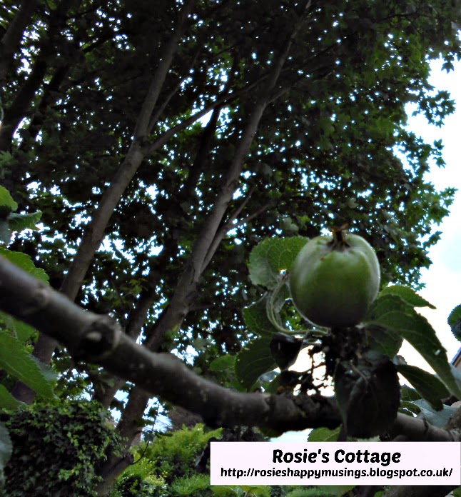 Rosie's Cottage: We've Grown Our Very First Apple!
