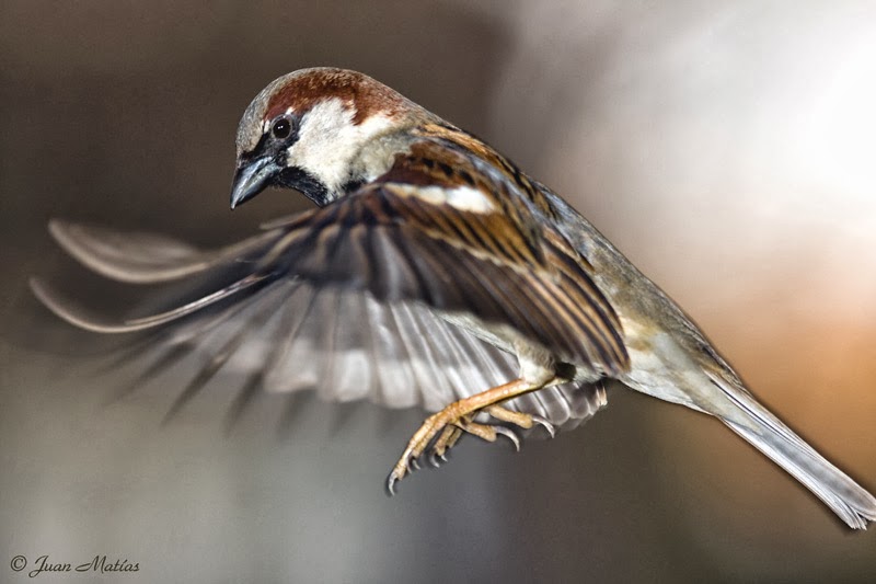 La cocina y ¿los animales..?: El gorrión.