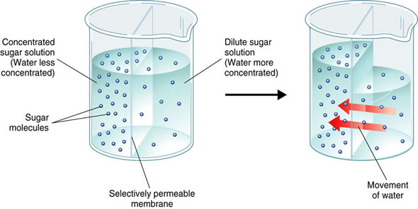 MadeyE's Smarticle blogs (:: Osmosis experiment(: