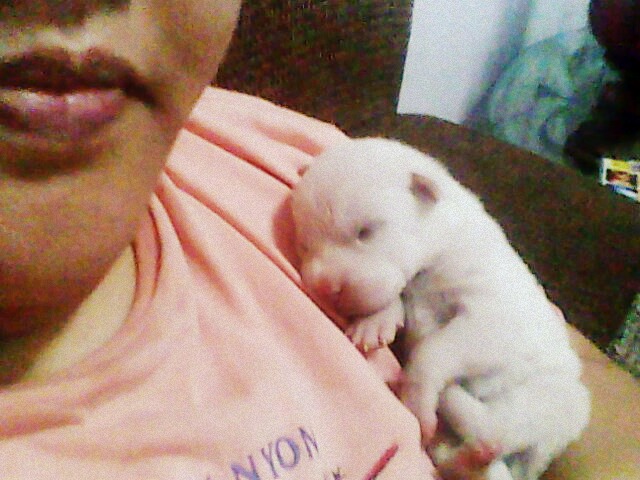 Steve Jobs Store: Asong Pinoy (Philippine Dog)