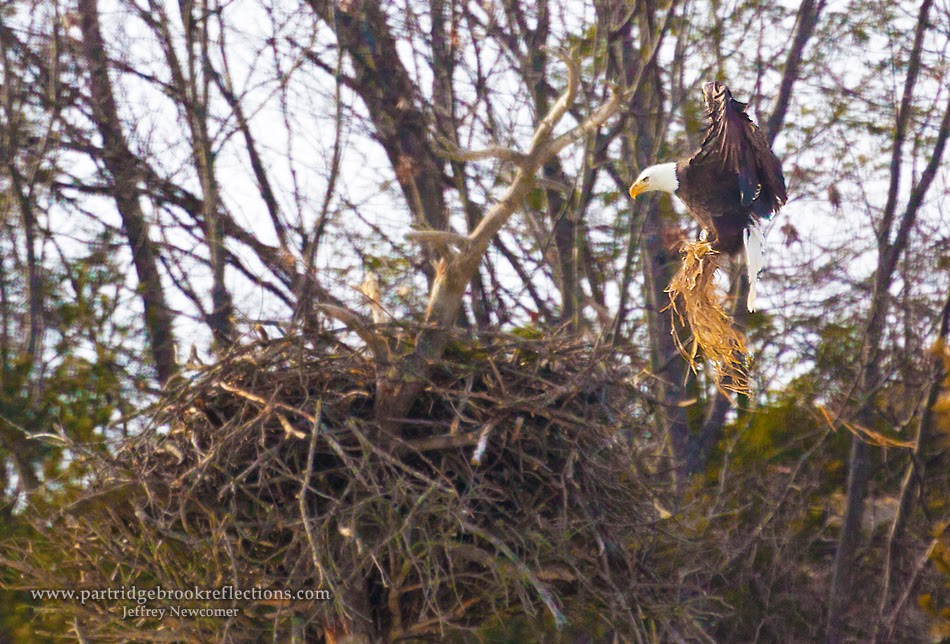 Getting it Right in the Digital Camera : Fallen Eagles Gallery