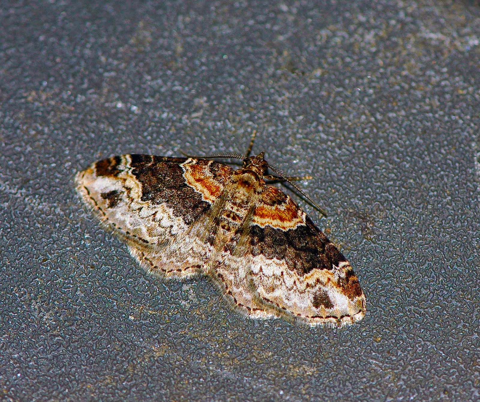 Field Biology in Southeastern Ohio: Moth Hunting with Lisa