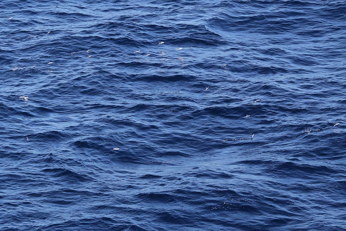 John and Sigrid's Adventures: Caribbean Cruise - At Sea - Day 9 - 12/26 ...