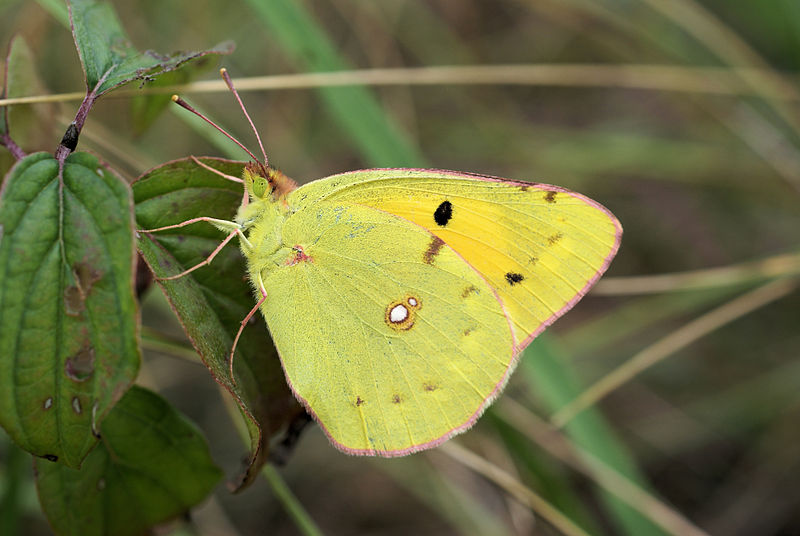 Variety of Life: Colias