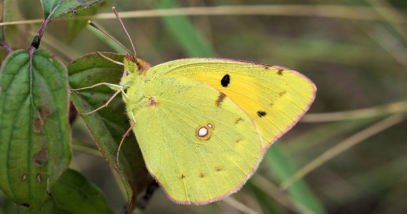 Variety of Life: Colias