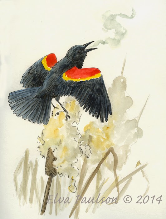 Sketching in Nature: Another Red-winged Blackbird