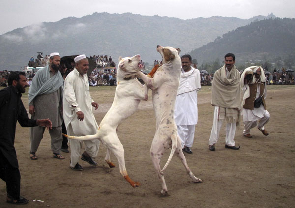 South Punjab News: Dog Fight Culture
