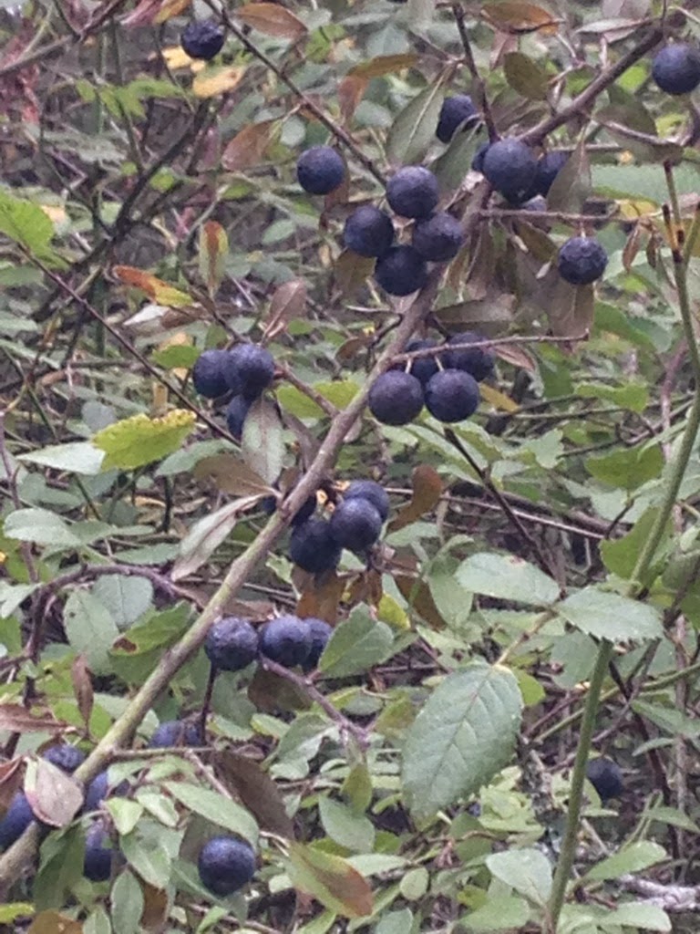 Demerara : Licor de endrinas (arañones) o pacharán casero