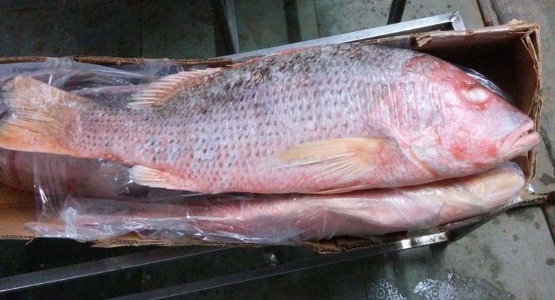 Red Snapper Fillets for Sale - Frozen Red Snapper, Red Snapper Fillets ...