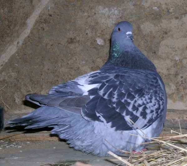 French Mondain pigeons - Pigeons fall