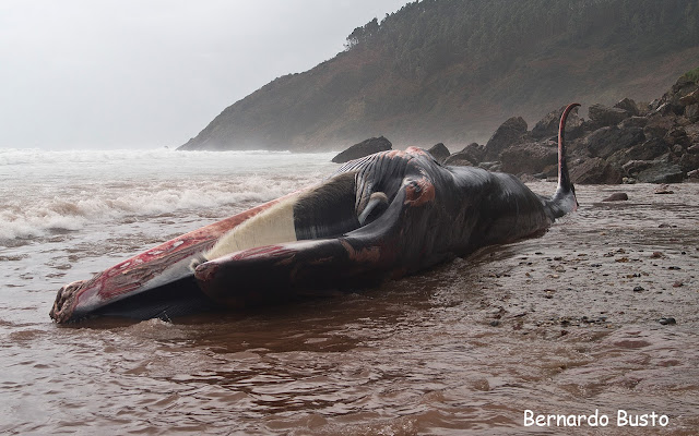 RÍA DE LA VILLA: Ballena varada