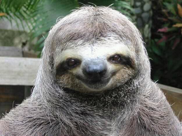 N.V.: The Sloth that Saved the World with an Effortless Grin