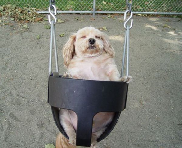 Images For: Swingin Mutts / Funny Dog Pictures / Cute Dogs / Puppy Pictures
