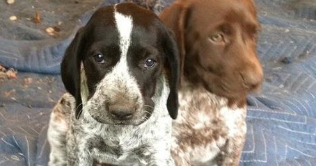 Kev's 2016 Pic Blog: GSPs and why they are so lovely