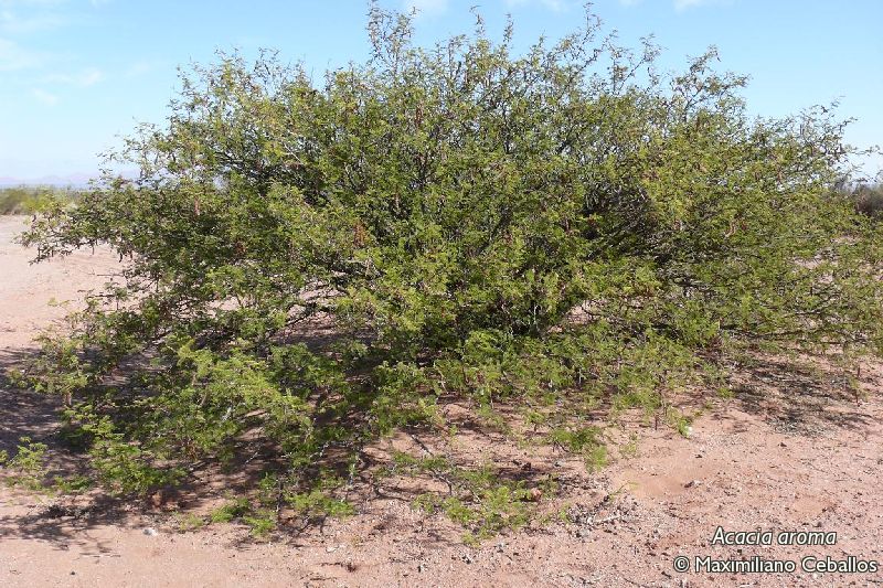 Argentina nativa: Tusca (Vachellia aroma)