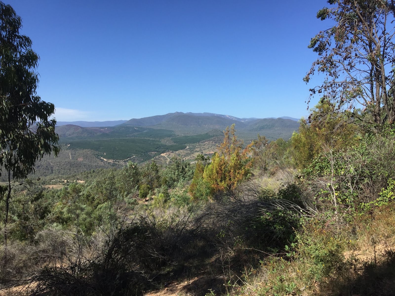 Phil's Bushwalking Blog: Uriarra Forest: Mt McDonald