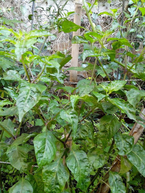 Endah Murniyati's Journey: TRICOLOR CHILLI PEPPER