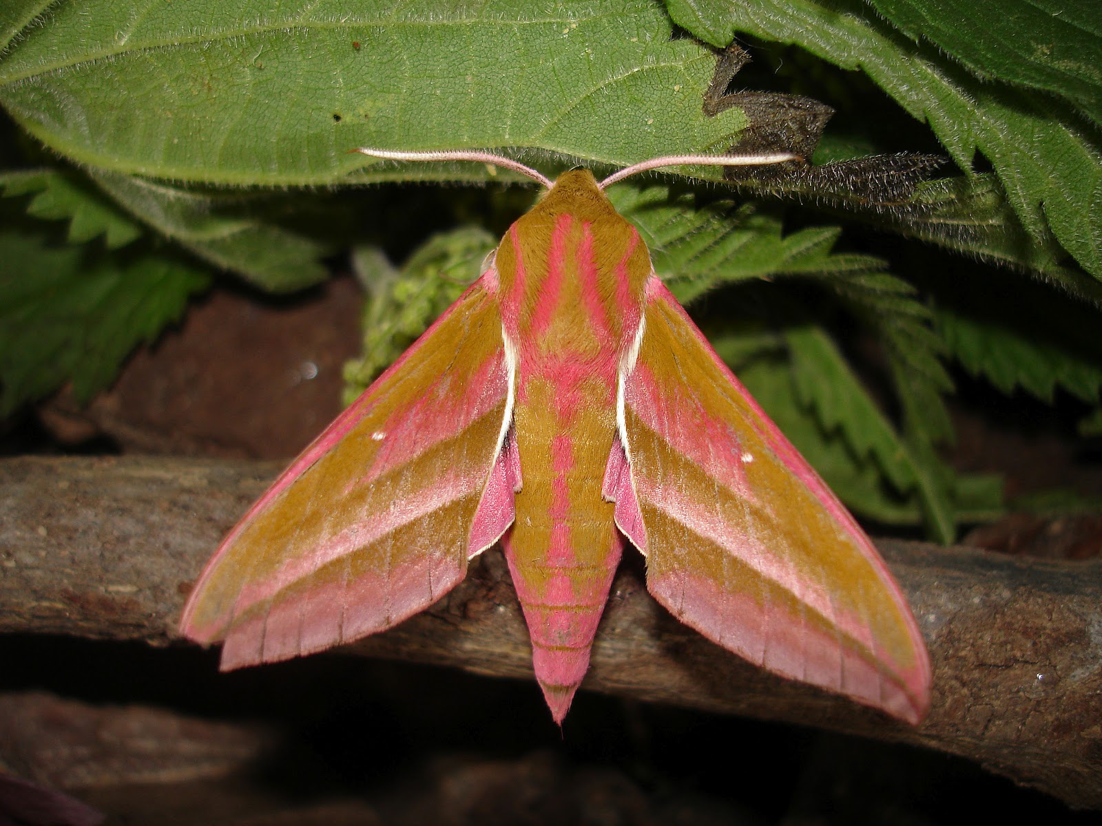 Non-Stop Birding: Hawk Moth Debut at the Obs
