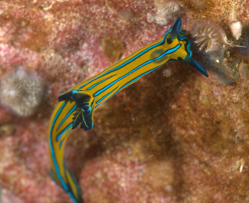 under pressure world: Blue-striped Slug- Sea of Cortez