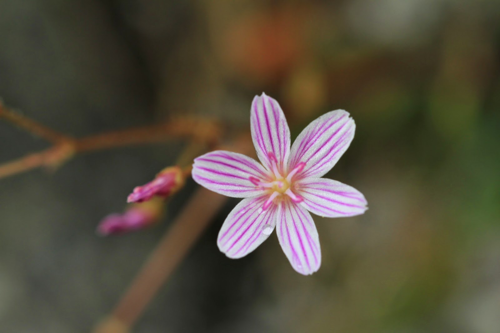 TravelMarx: Tuck and Robin Lakes Hike