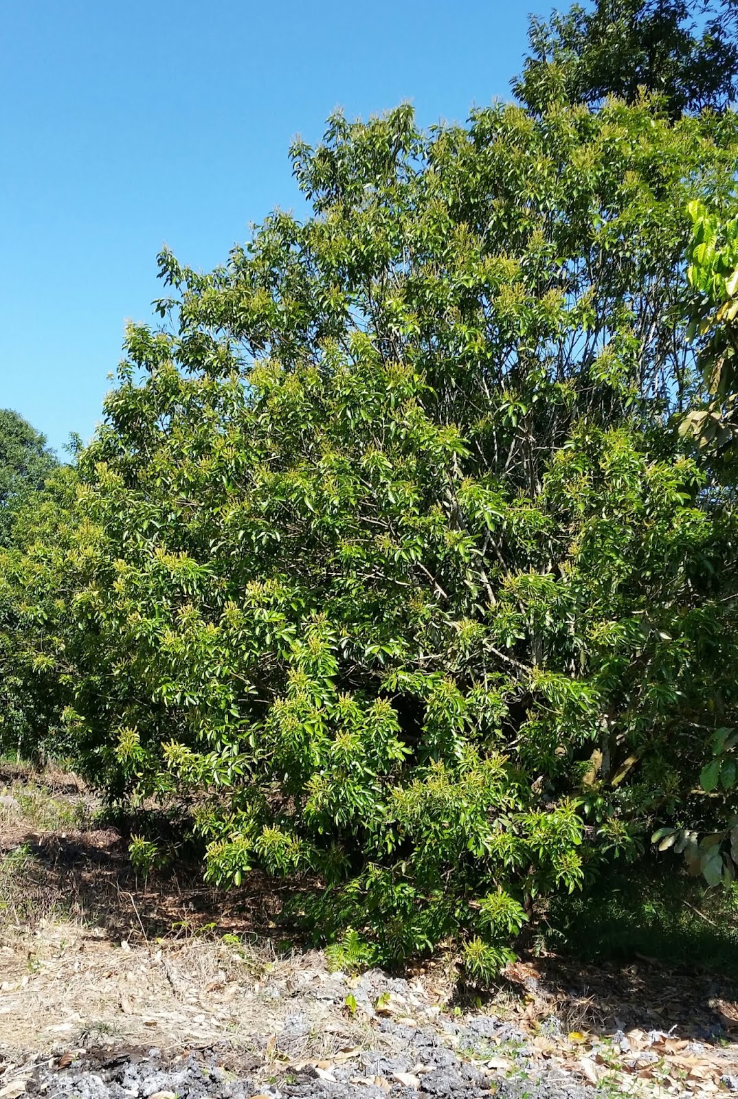 Warisan Petani: Pokok Pulasan Mula Berbunga