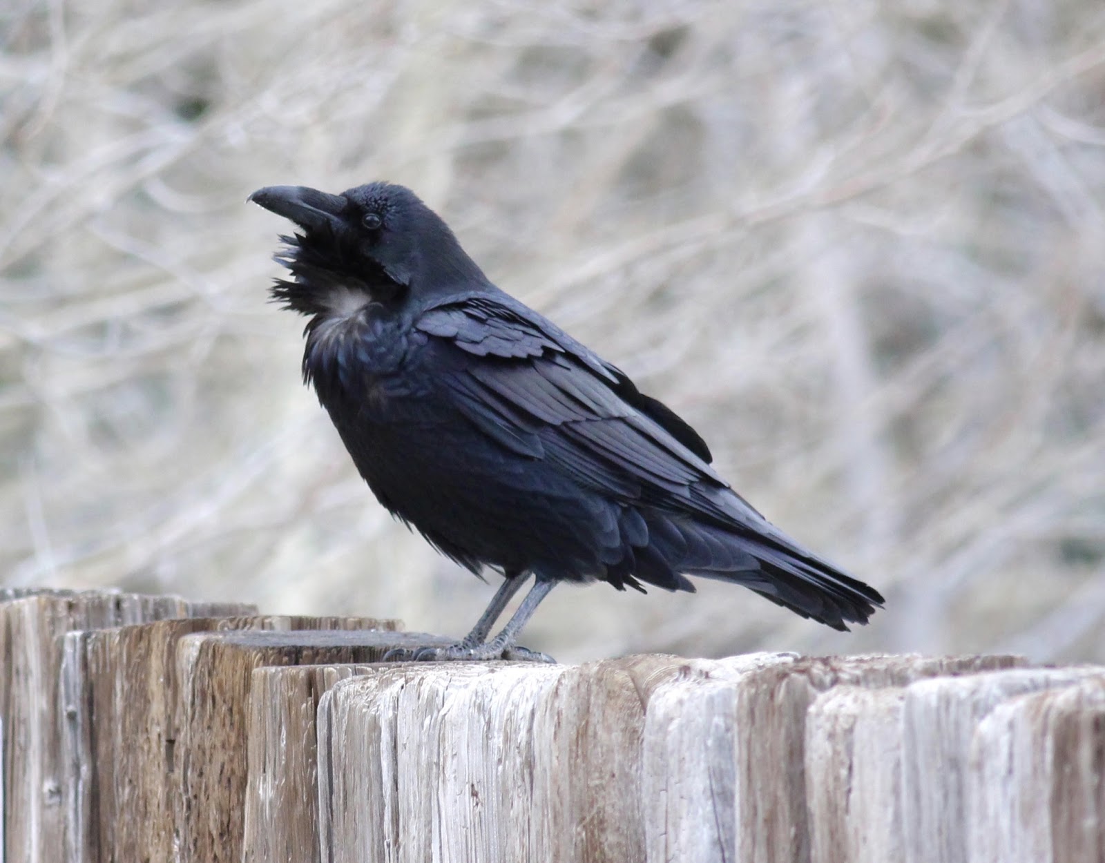 Photographicbirdlistomania: Common Raven (Corvus corax) - 25Nov2015 ...